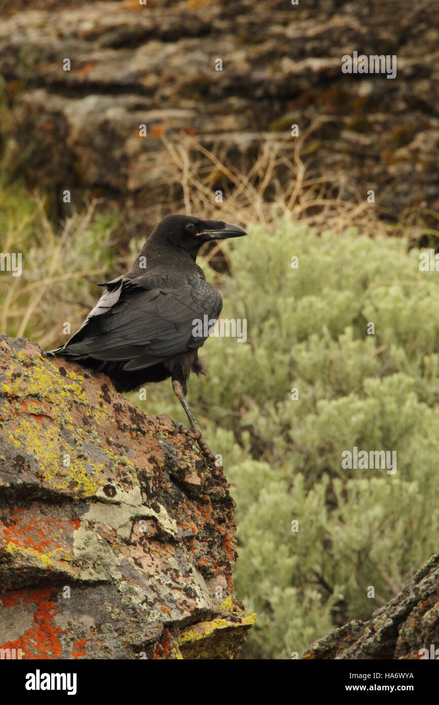 The juvenile Common Raven is often seen at Malheur National Wildlife ...