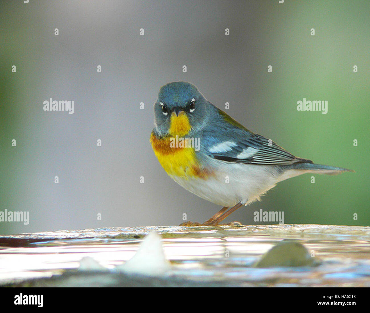 The Northern Parula, a colorful warbler species, thrives at Malheur ...