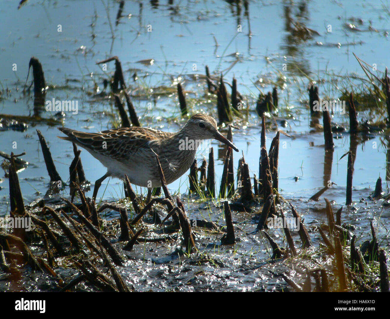 The Pectoral Sandpiper, a migratory bird species, is often spotted in ...