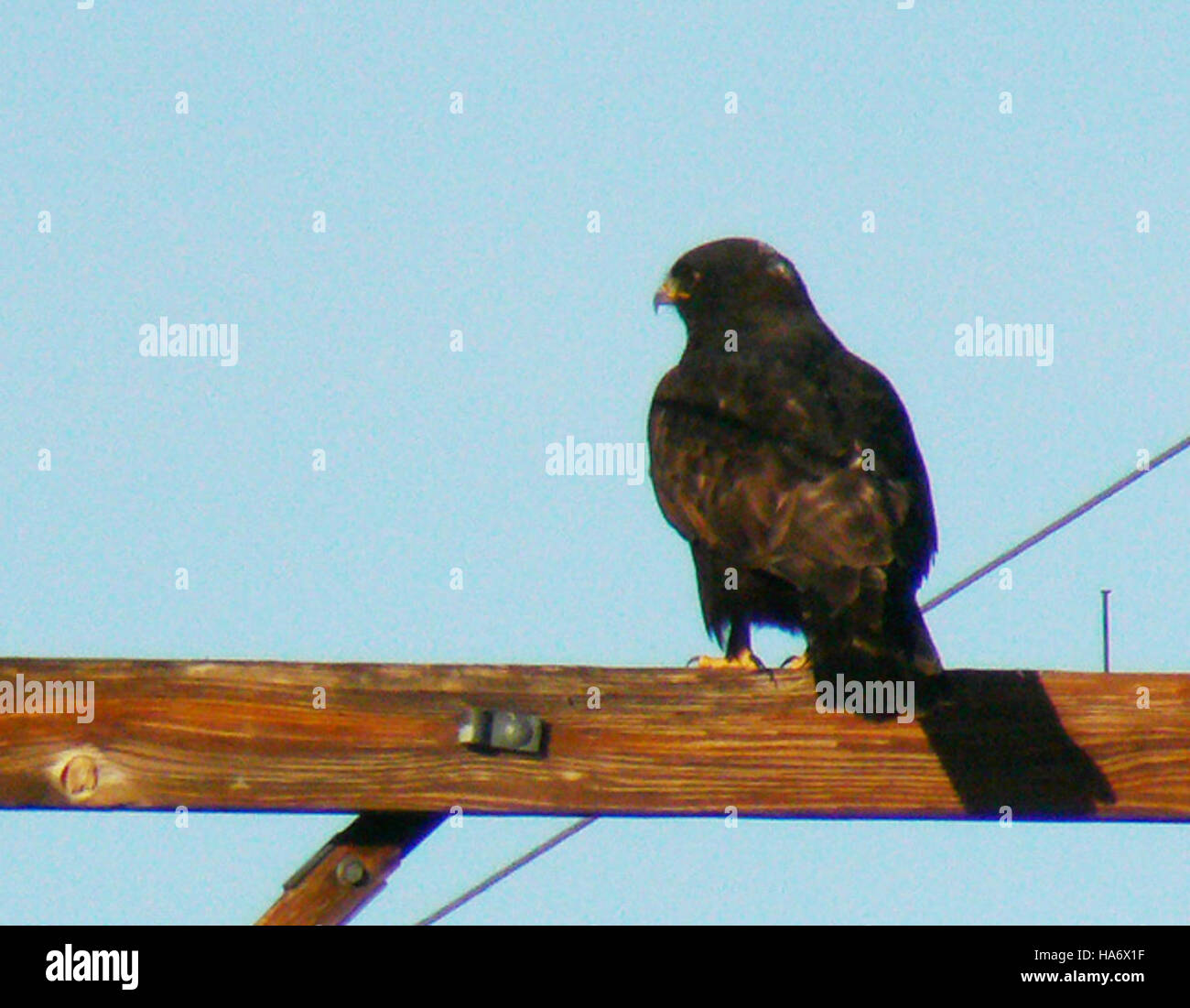 A Rough-legged Hawk in its dark morph form is photographed at Malheur ...