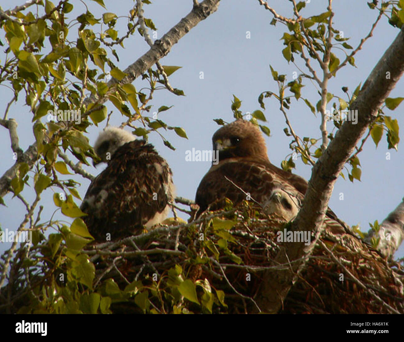 Red tailed hawk nest hi-res stock photography and images - Alamy