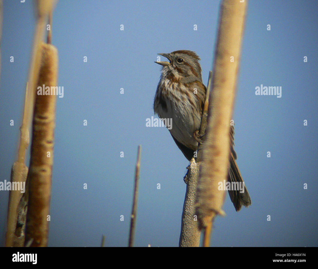 A Song Sparrow perched in the Malheur National Wildlife Refuge. The ...