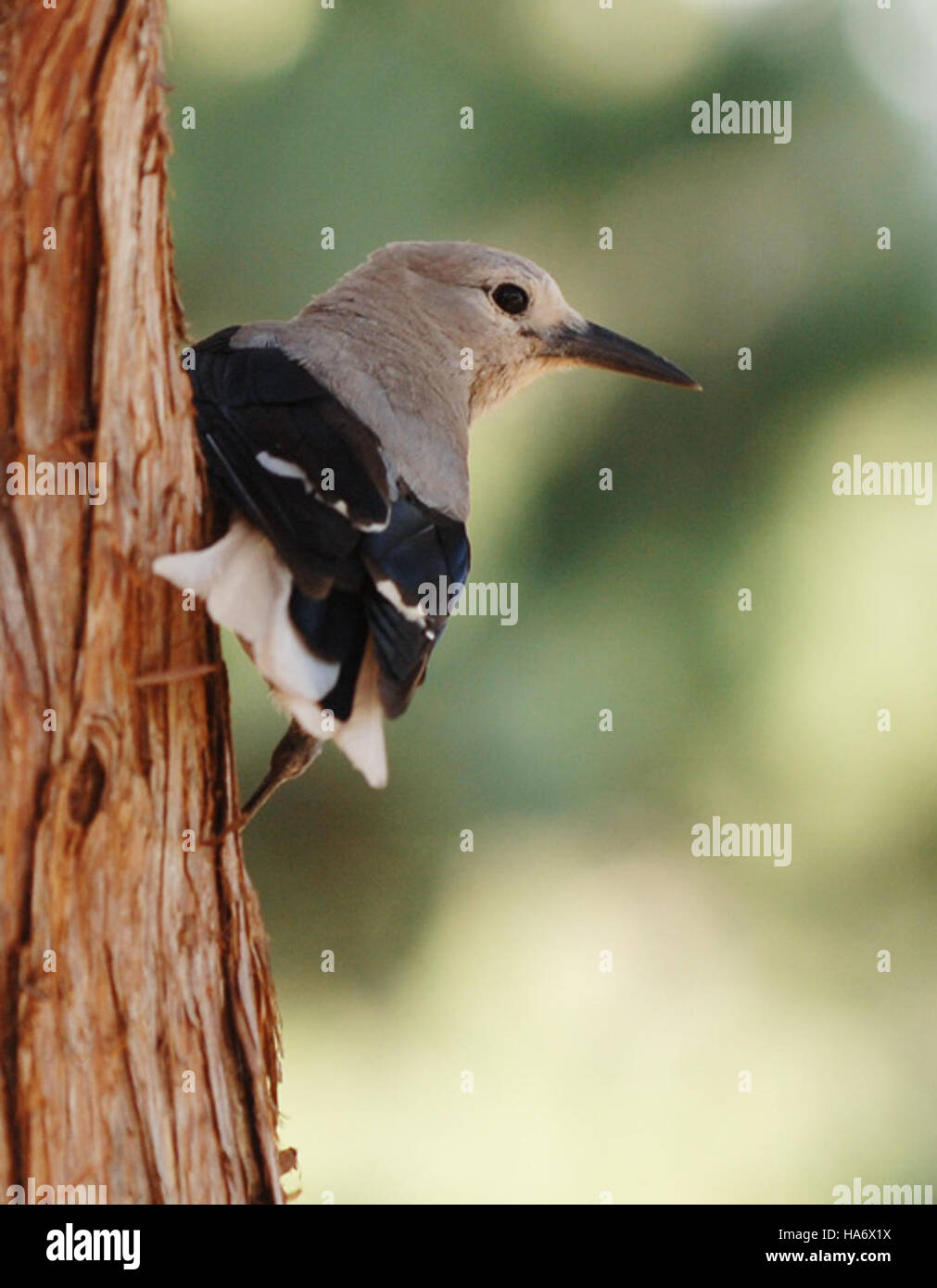 Clark's Nutcracker, a bird species native to North America, is observed ...