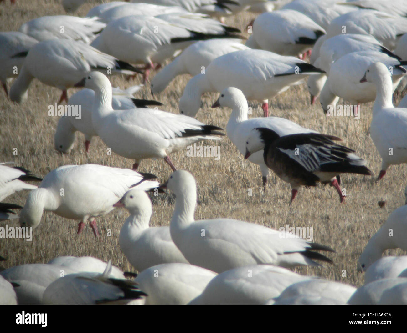 A Ross's Goose in its Blue Phase, photographed at Malheur National ...