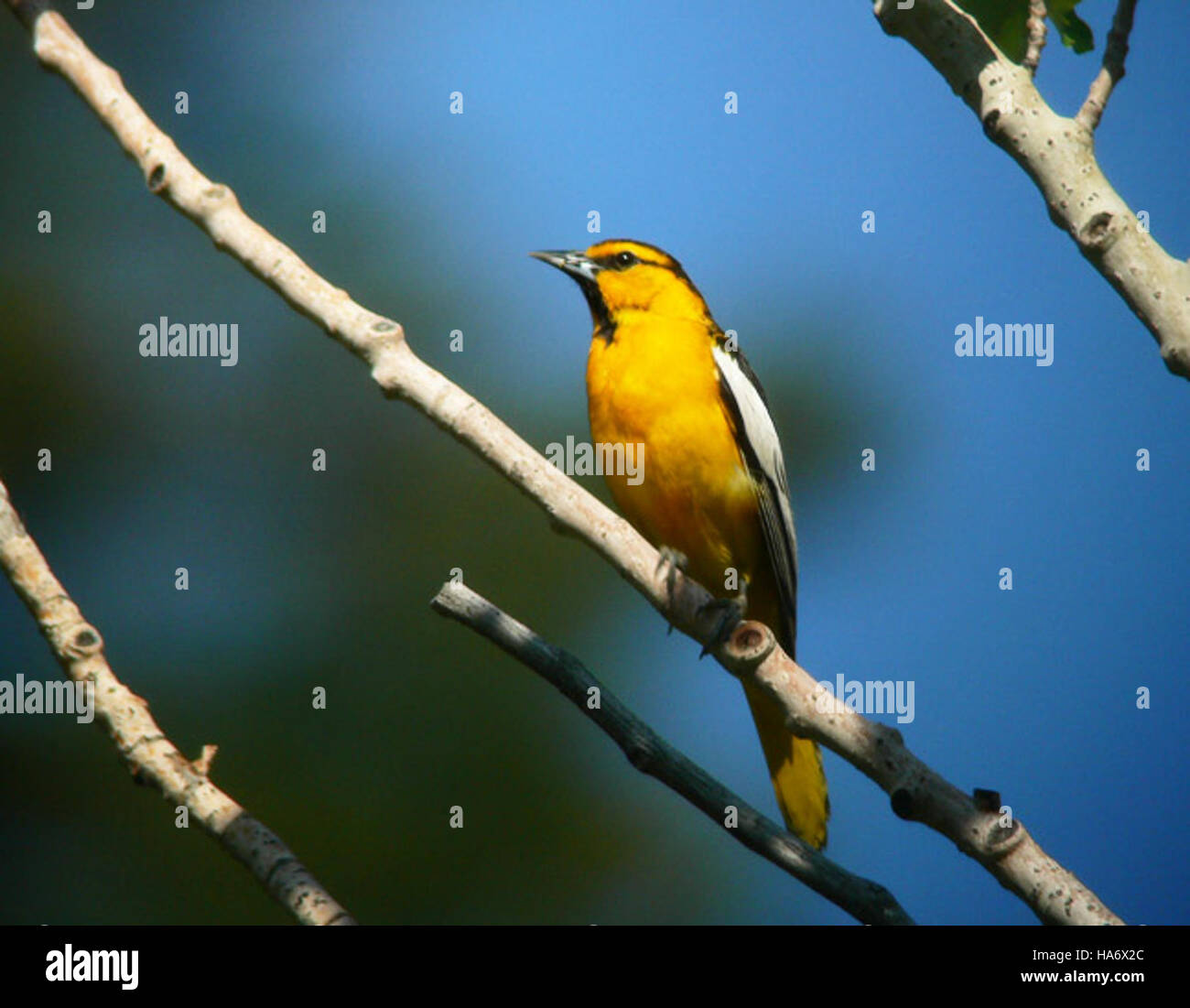 A male Bullock's Oriole breeds at Malheur National Wildlife Refuge, a ...