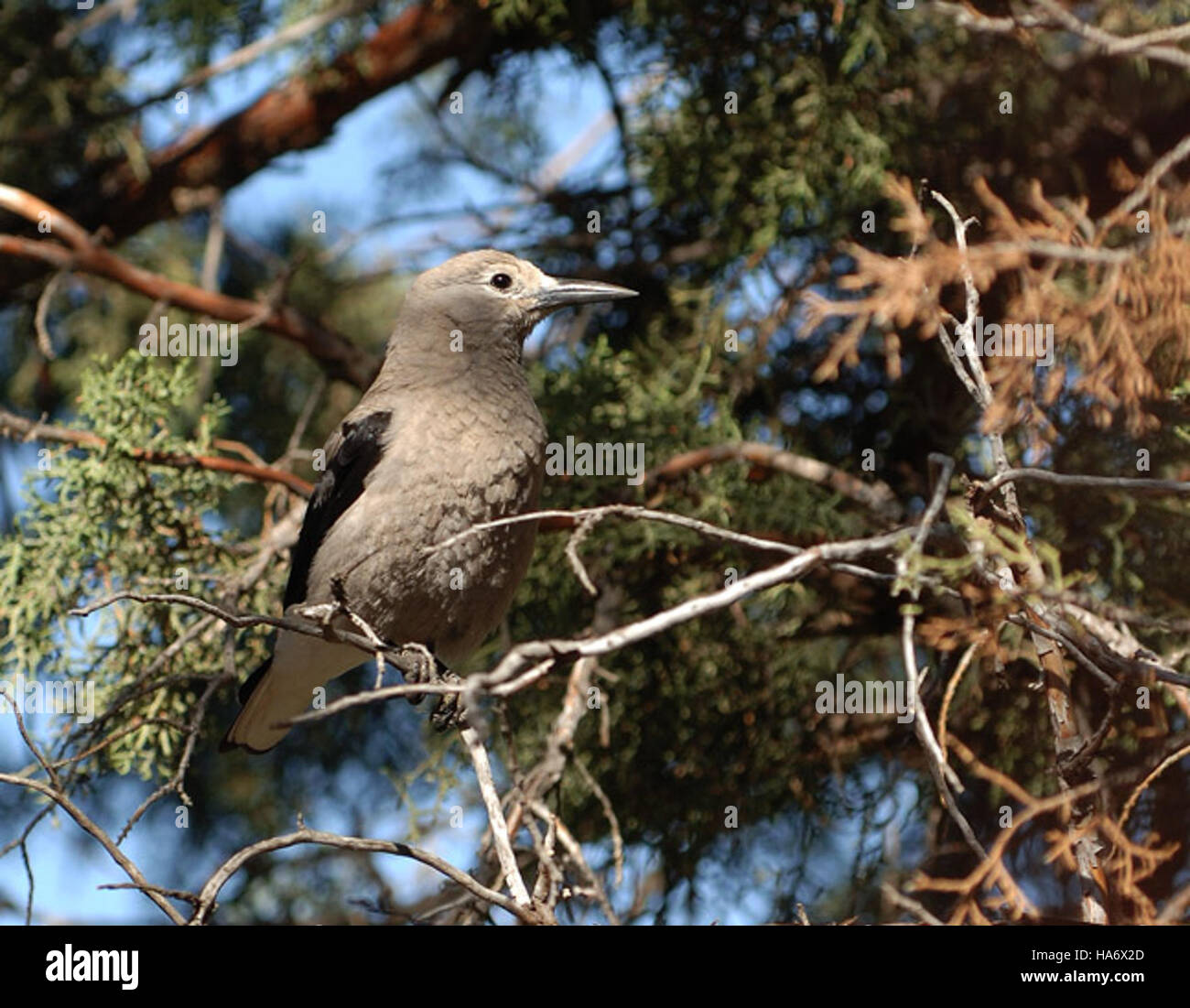 Clark's Nutcracker, a bird species native to the western U.S., is ...