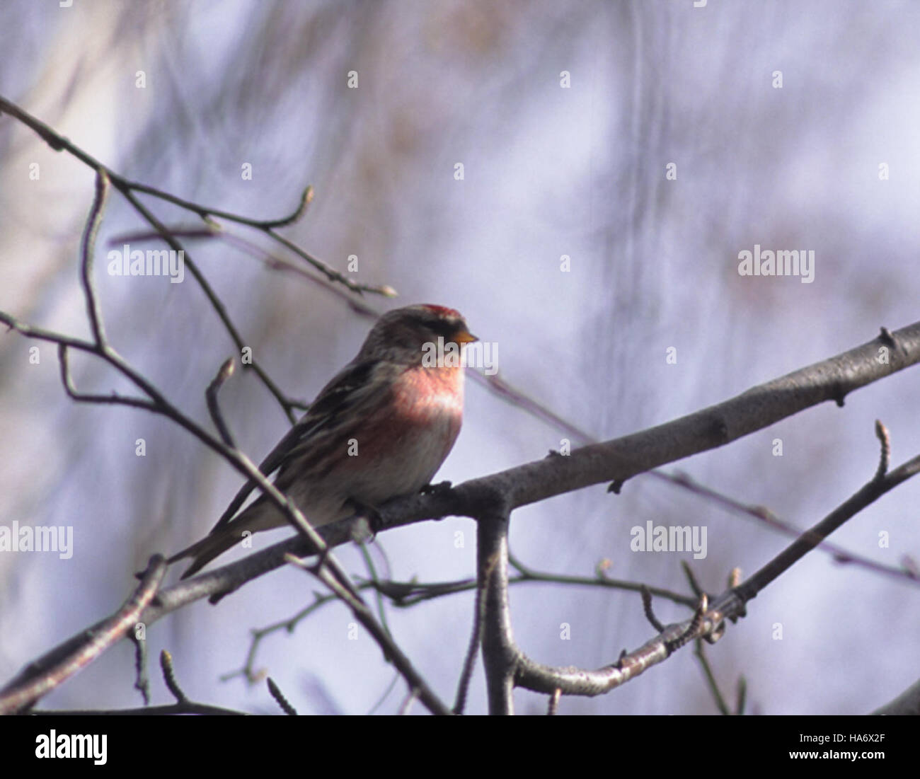 The Common Redpoll, a small finch species, is commonly seen at Malheur ...