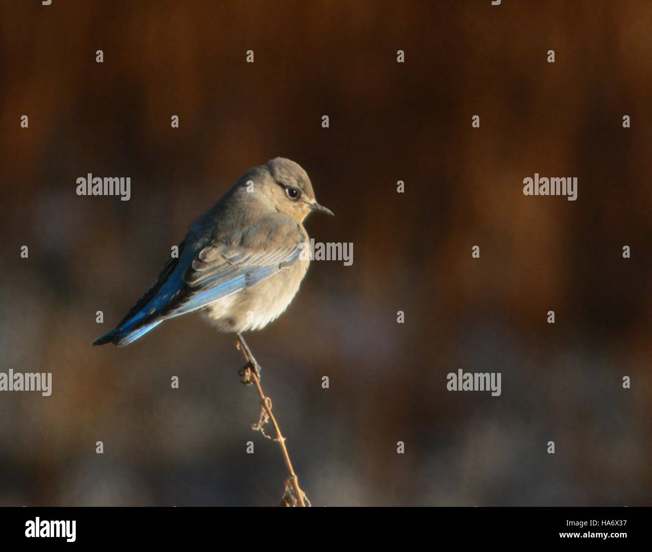 A photo of a female Mountain Bluebird captured at Malheur National Wildlife Refuge, highlighting ...