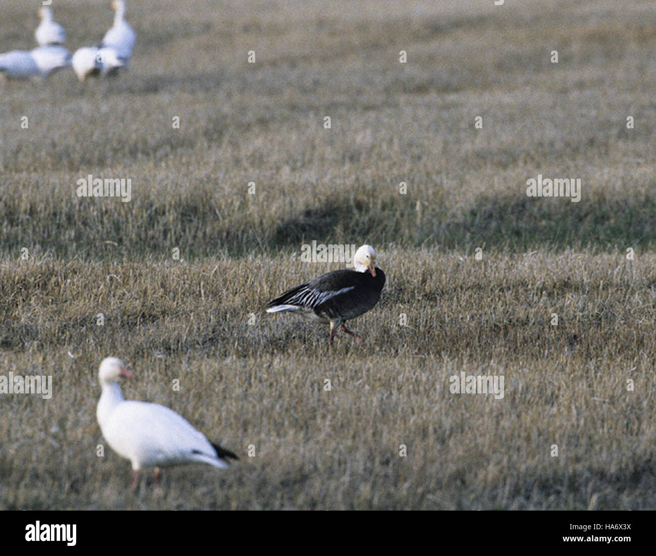A Snow Goose in its blue morph phase, spotted at Malheur National ...