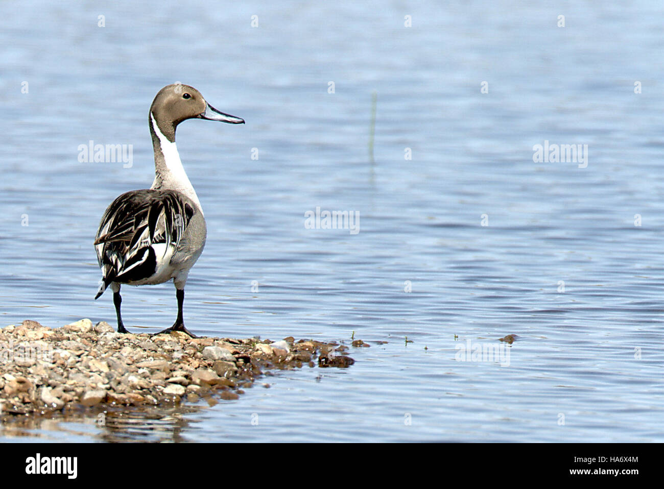 A Northern Pintail, a migratory waterfowl species, is spotted in ...
