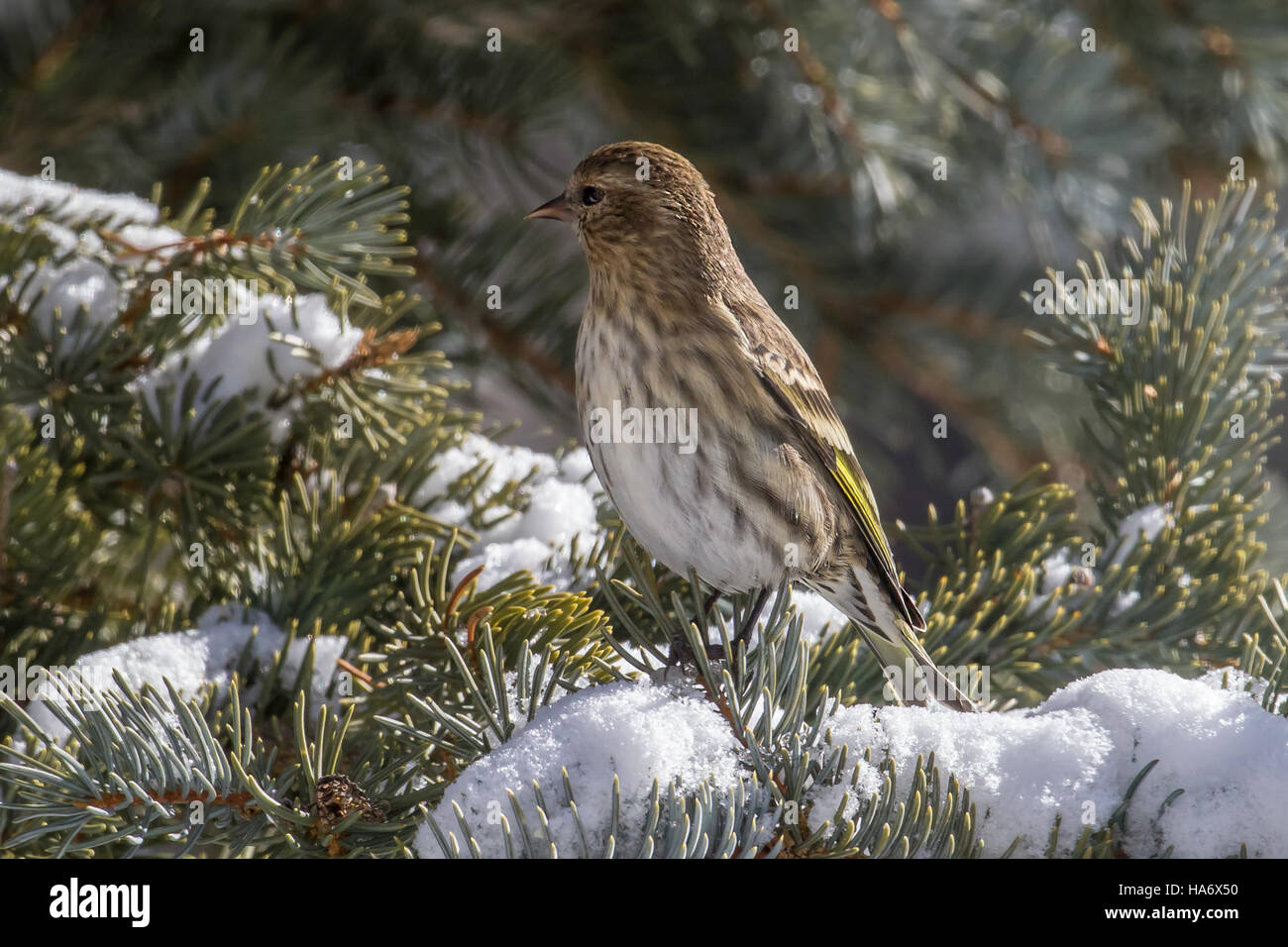 A Pine Siskin is seen in the Eagle Cliff area of Rocky Mountain ...