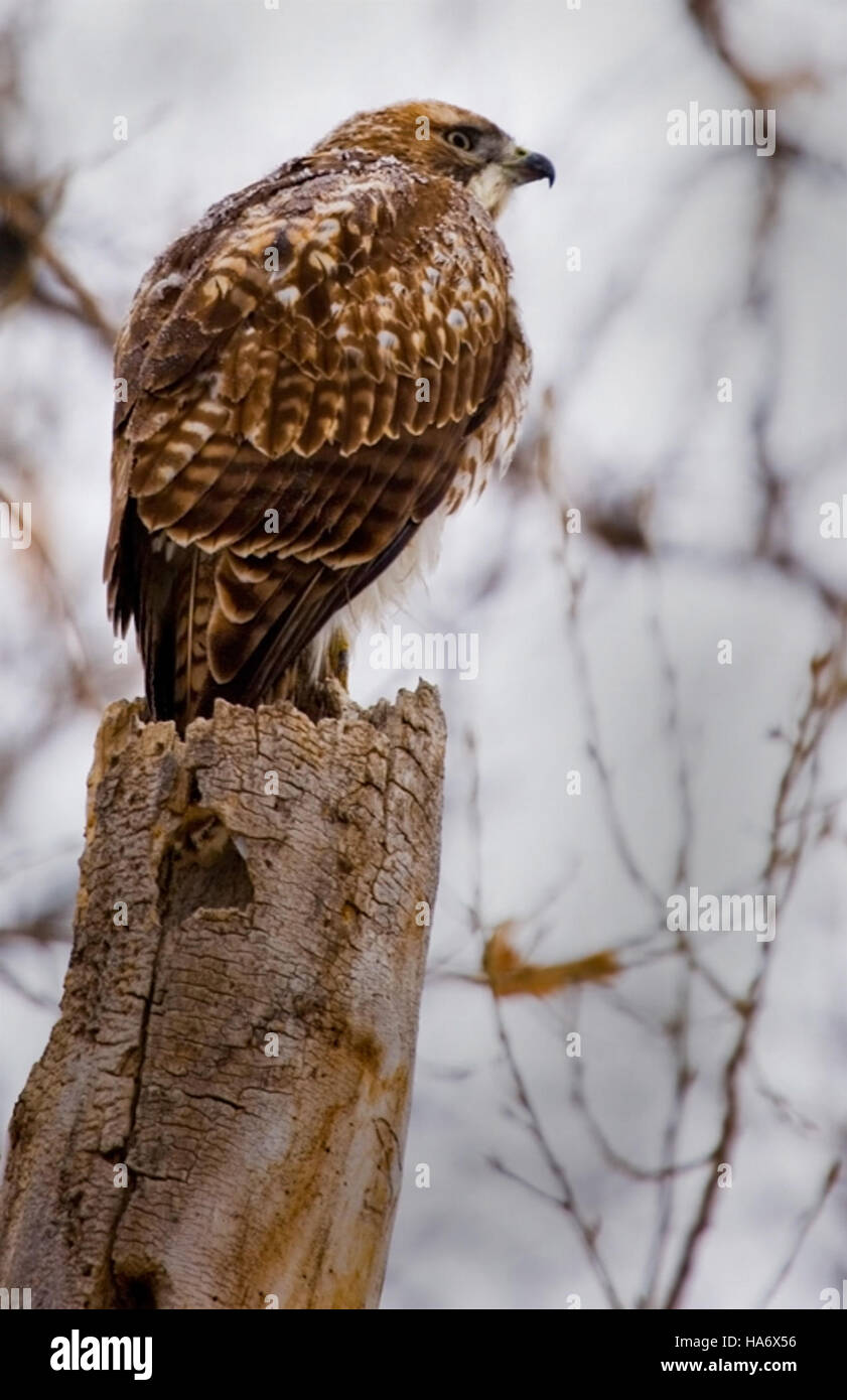 A Red-tailed Hawk is observed in Rocky Mountain National Park ...