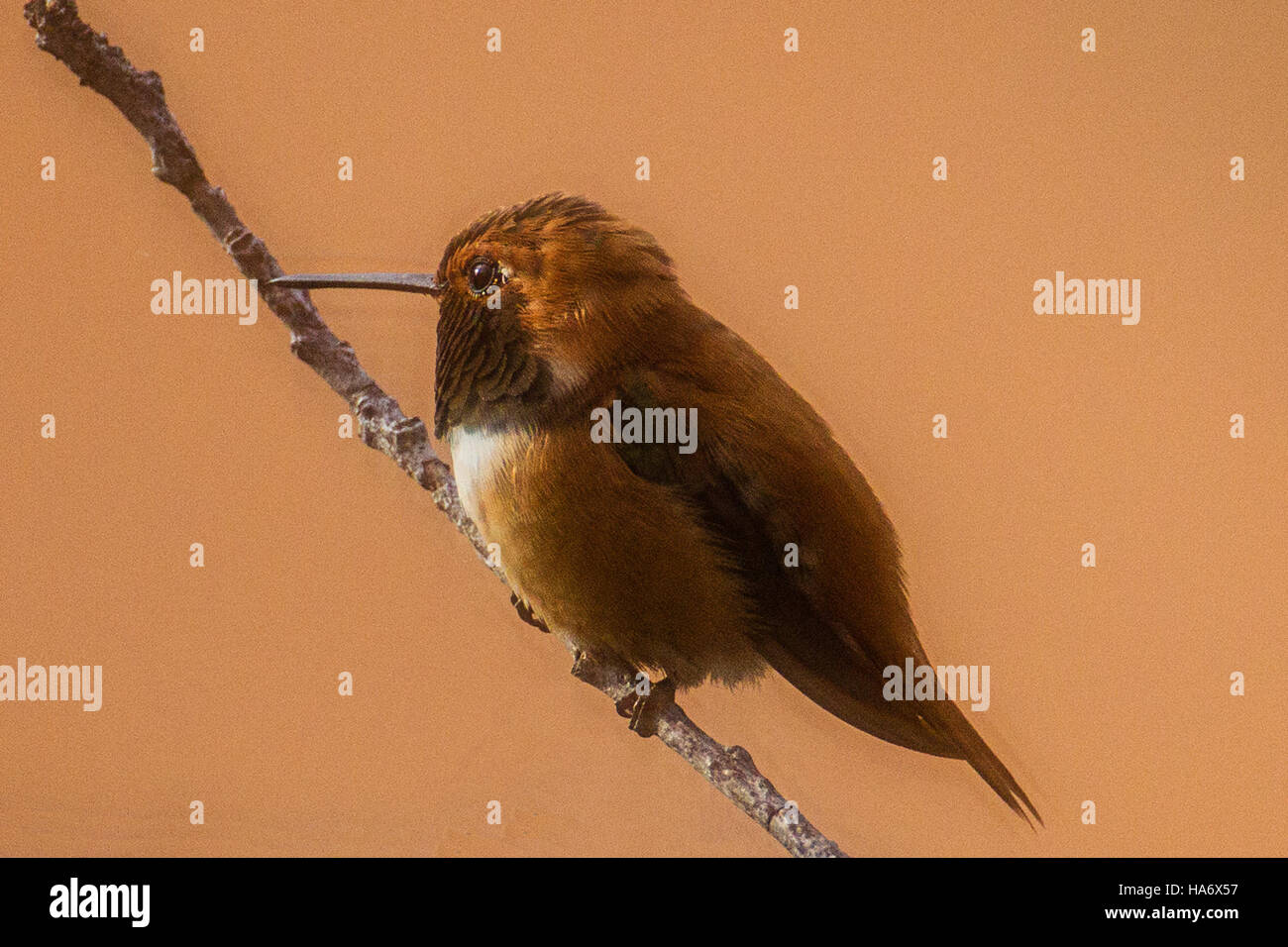 A Rufous Hummingbird observed at Eagle Cliff in Rocky Mountain National ...