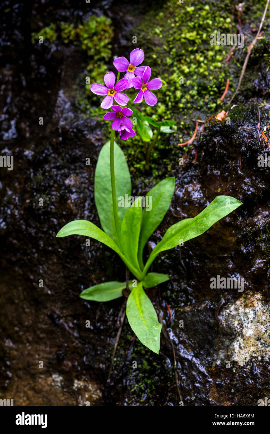 Parry's Primrose, a rare plant species, is highlighted in Rocky ...