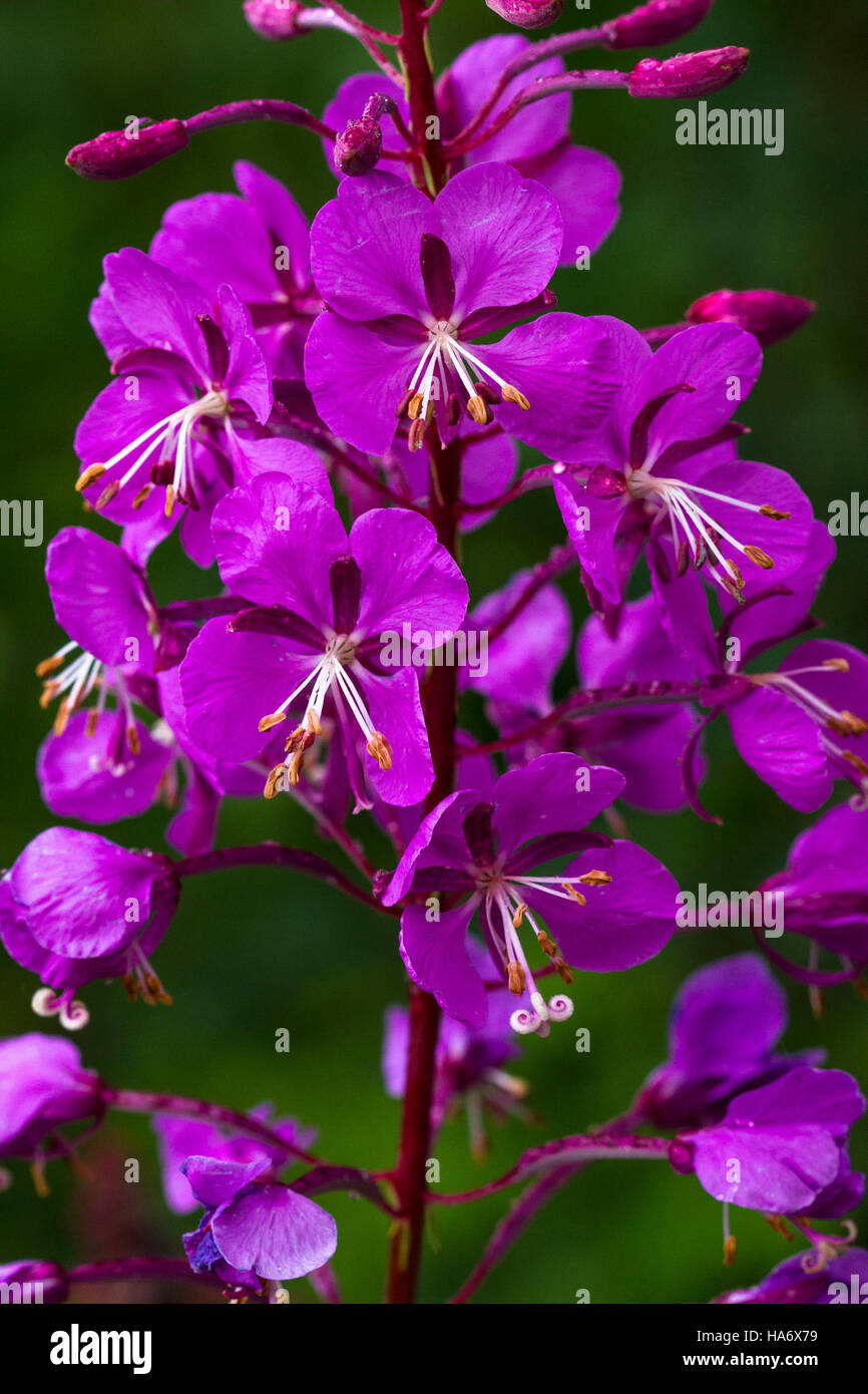 Tall Fireweed (Epilobium angustifolium), a vibrant plant native to ...
