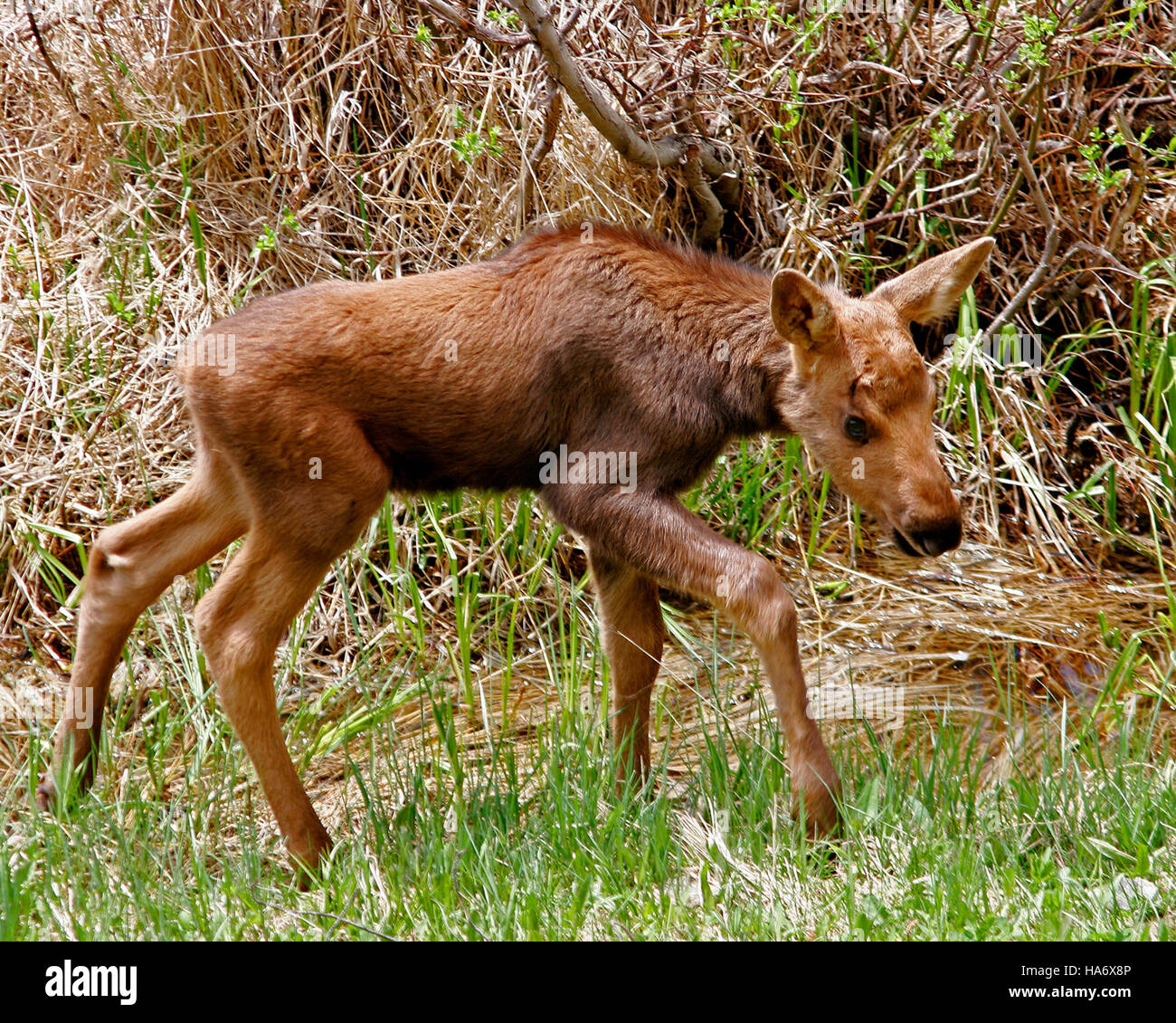 A new moose calf spotted in Rocky Mountain National Park, exemplifying ...