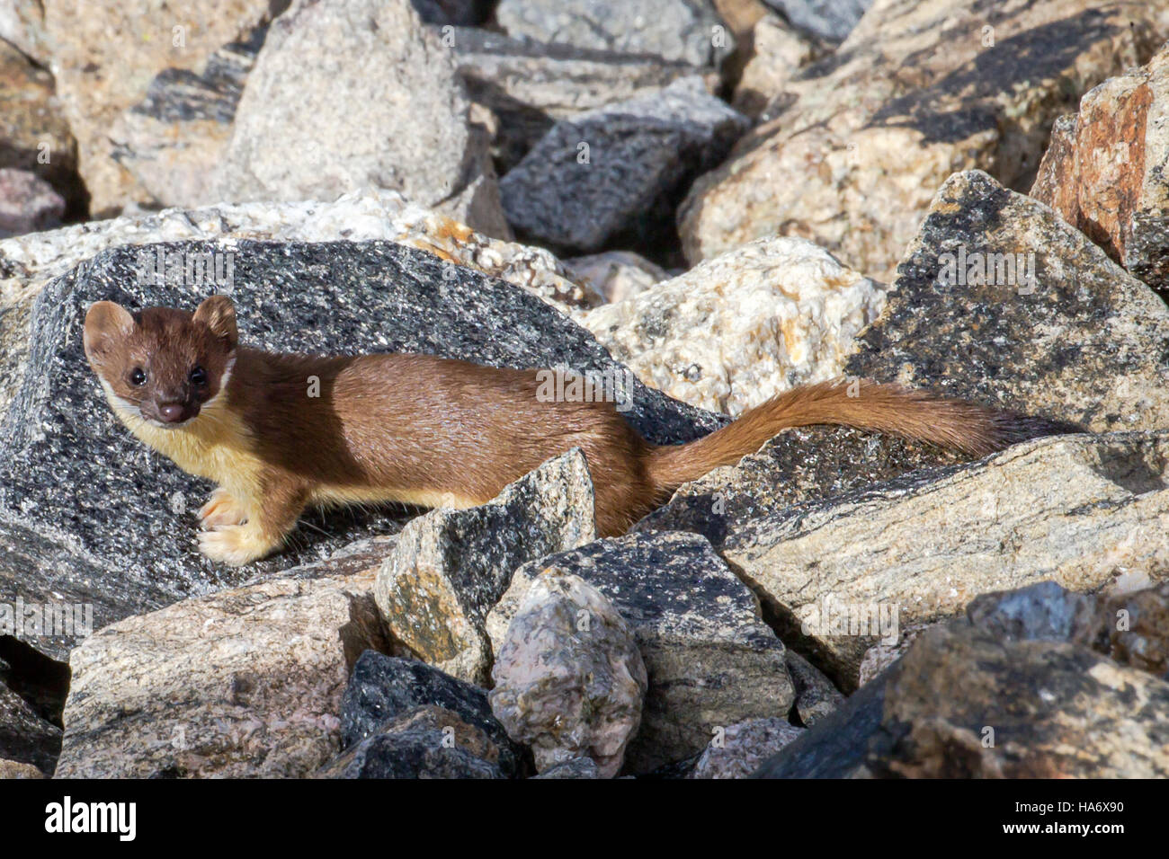 A Long-tailed Weasel is seen in its natural habitat near Rock Cut in ...