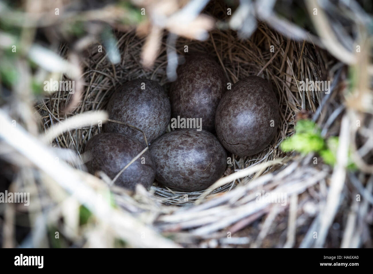 An American Pipit is pictured in its ground nest within Rocky Mountain ...