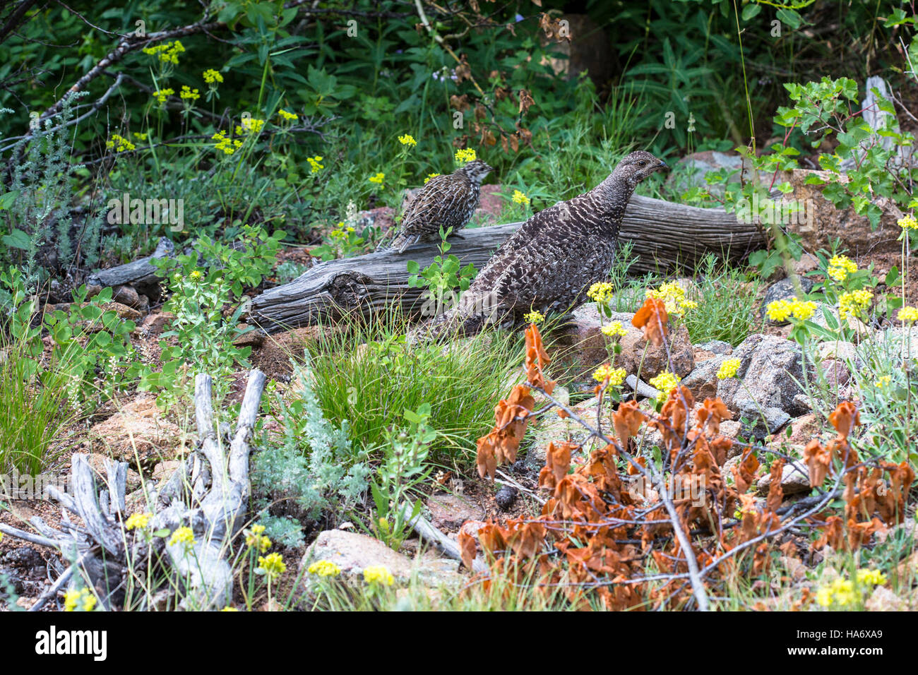 A Dusky Grouse and its chick are pictured in Rocky Mountain National ...