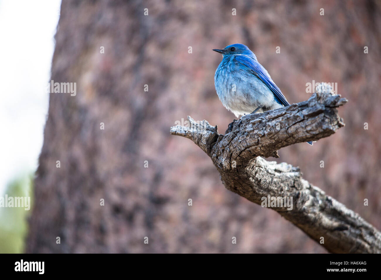 The Mountain Bluebird, Sialia currucoides, is photographed in Rocky ...