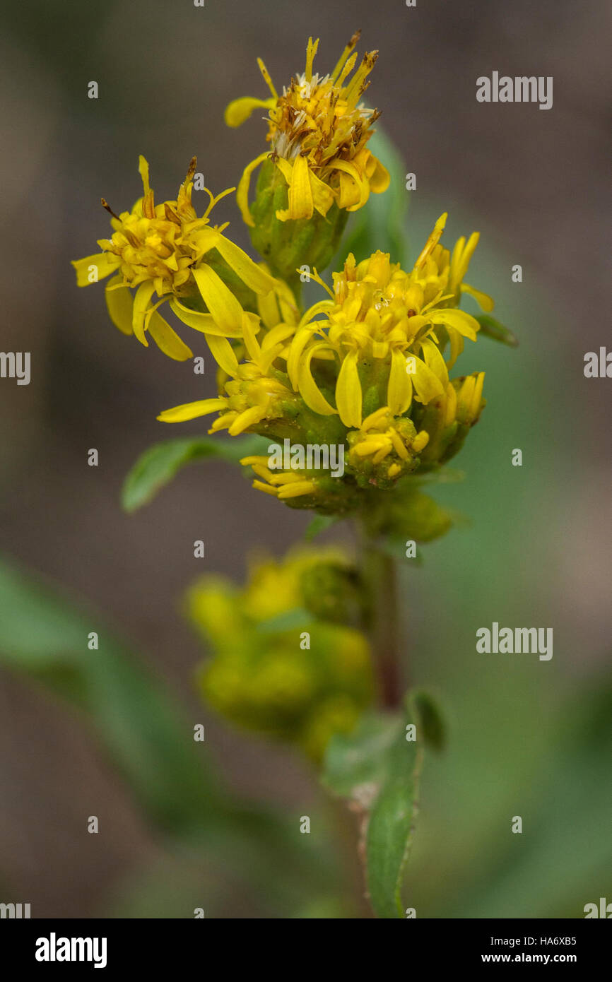 Northern Goldenrod (Solidago multiradiata) thrives in the Rocky ...