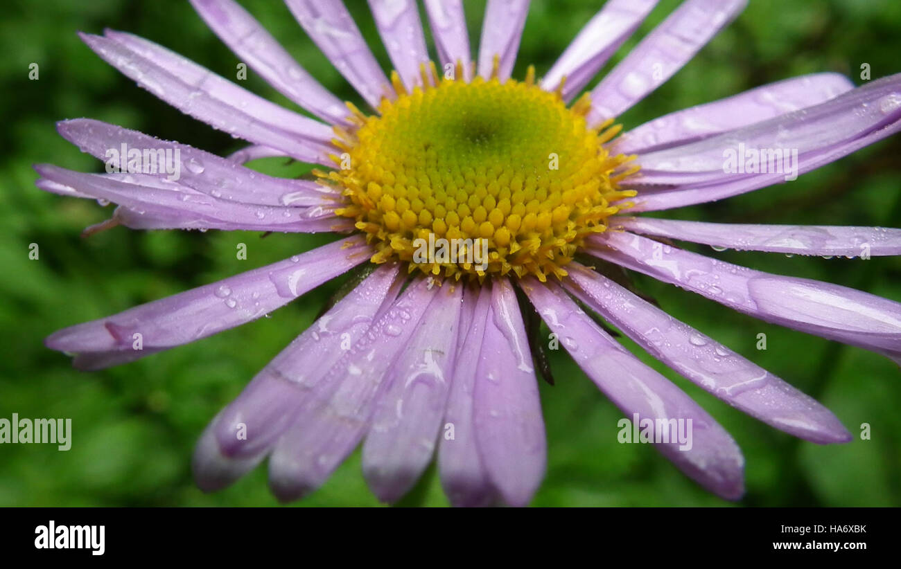 Aspen Daisy (Erigeron speciosus) blooms in the Rocky Mountain National ...