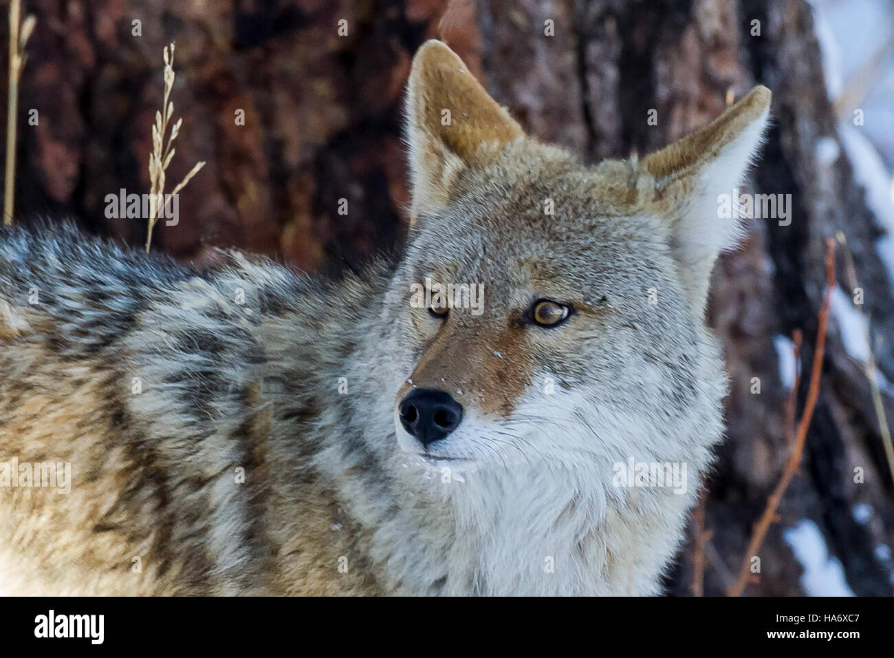 A coyote spotted along Bear Lake Road in Rocky Mountain National Park ...