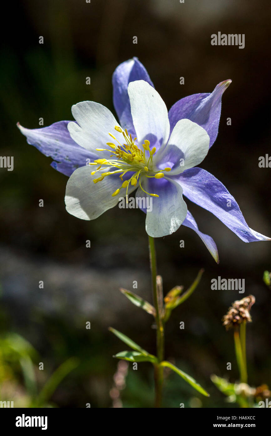 The Colorado Columbine (Aquilegia coerulea) is a species native to ...