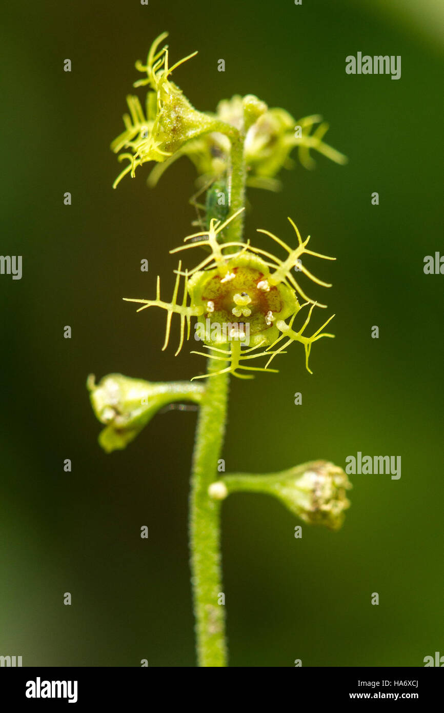 The Five-stamened Mitrewort, a rare plant species in Rocky Mountain ...