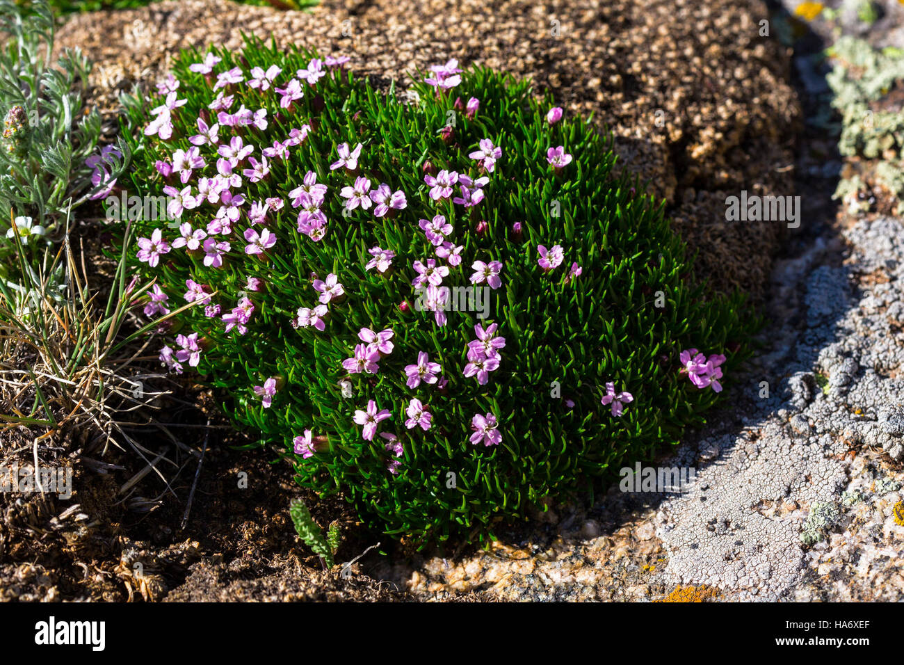 Moss Campion (Silene acaulis), a resilient plant species, grows in the ...