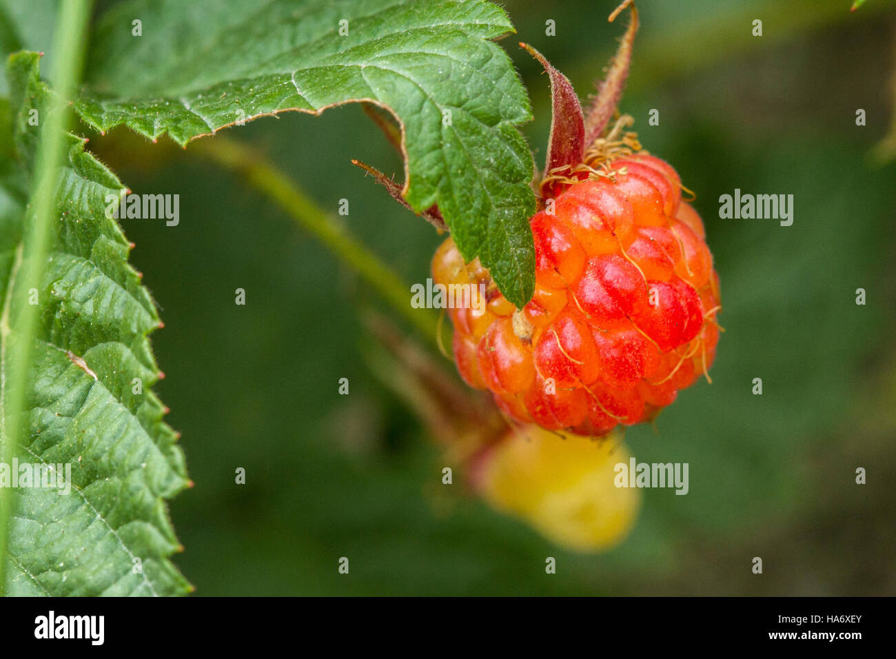 rockynps 14989979175 Wild Red Raspberry - Rubus idaeus Stock Photo - Alamy