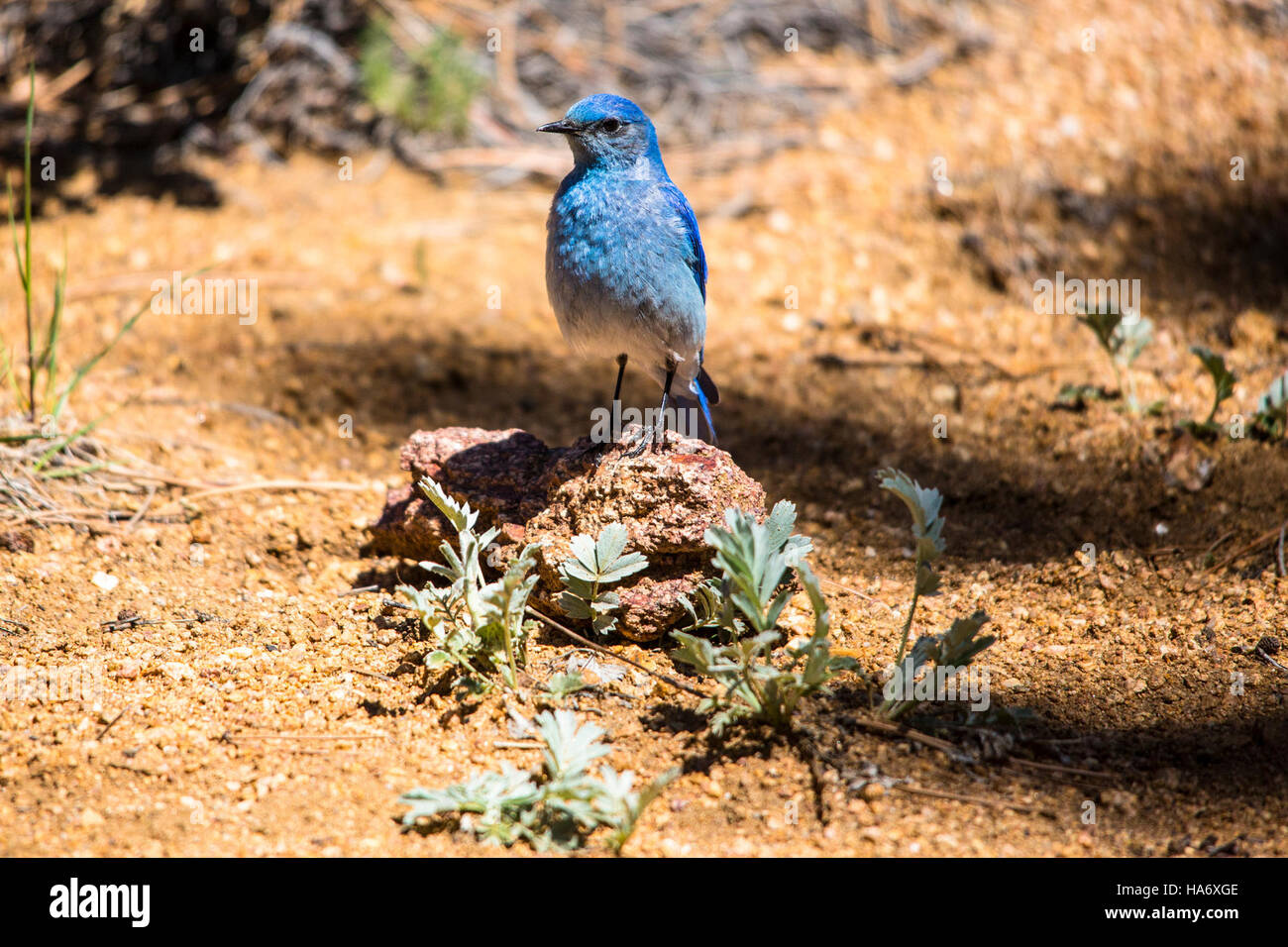 rockynps 14993983505 Mountain Bluebird (2) - Sialia currucoides Stock ...