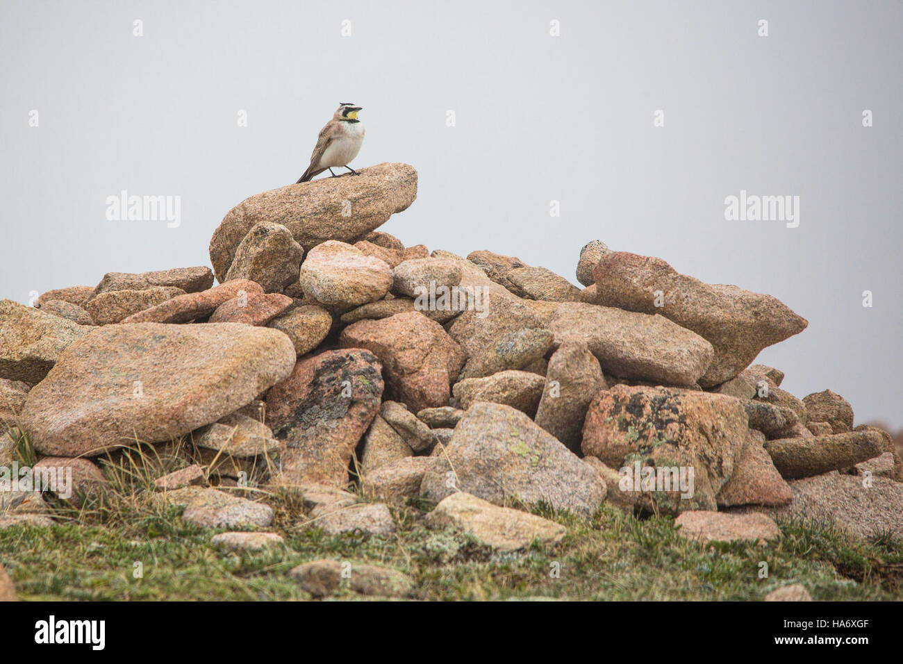 The Horned Lark (Eremophila alpestris), a bird species native to North ...