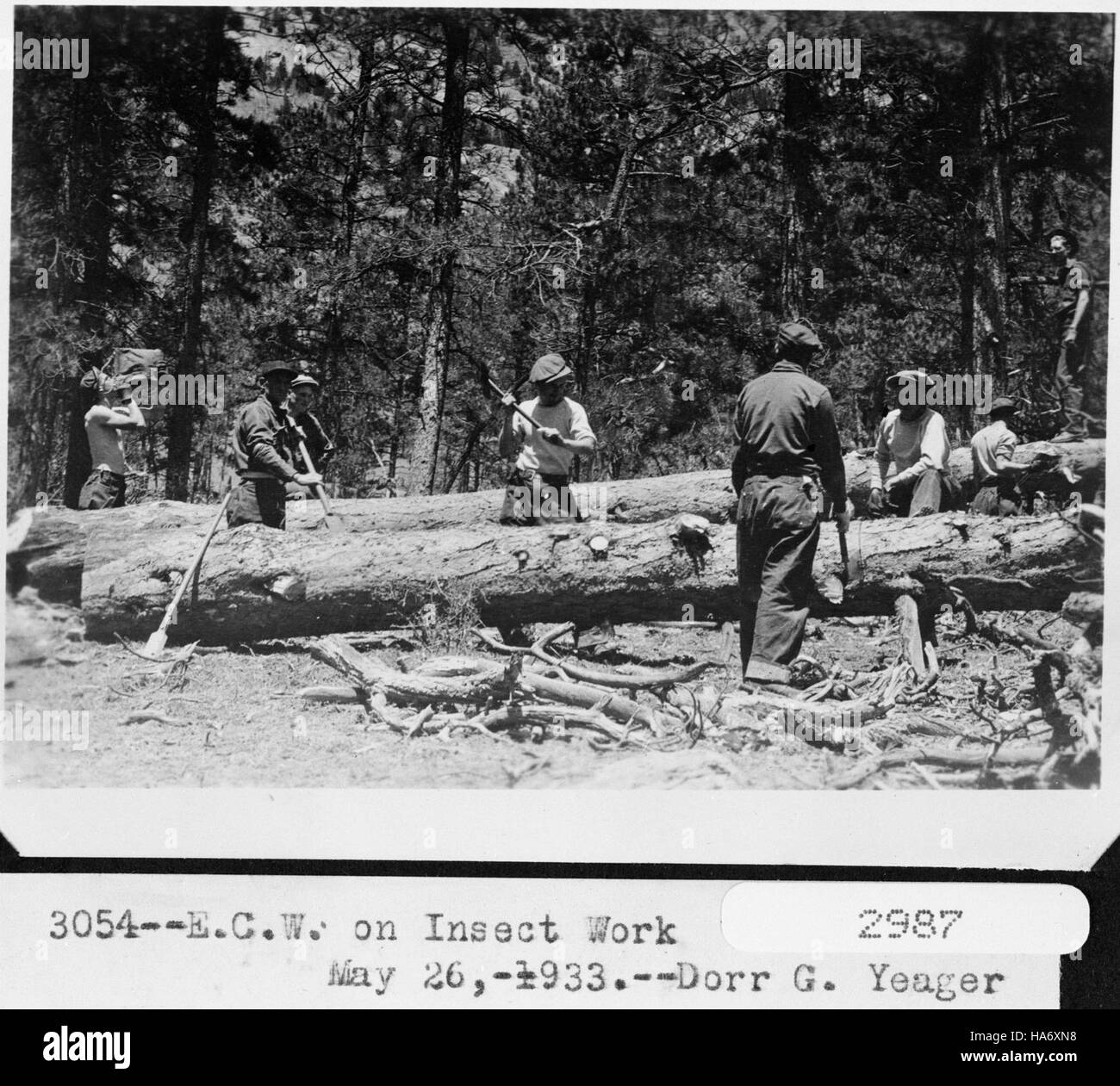 rockynps 25054949833 E.C.W. on insect work Stock Photo - Alamy