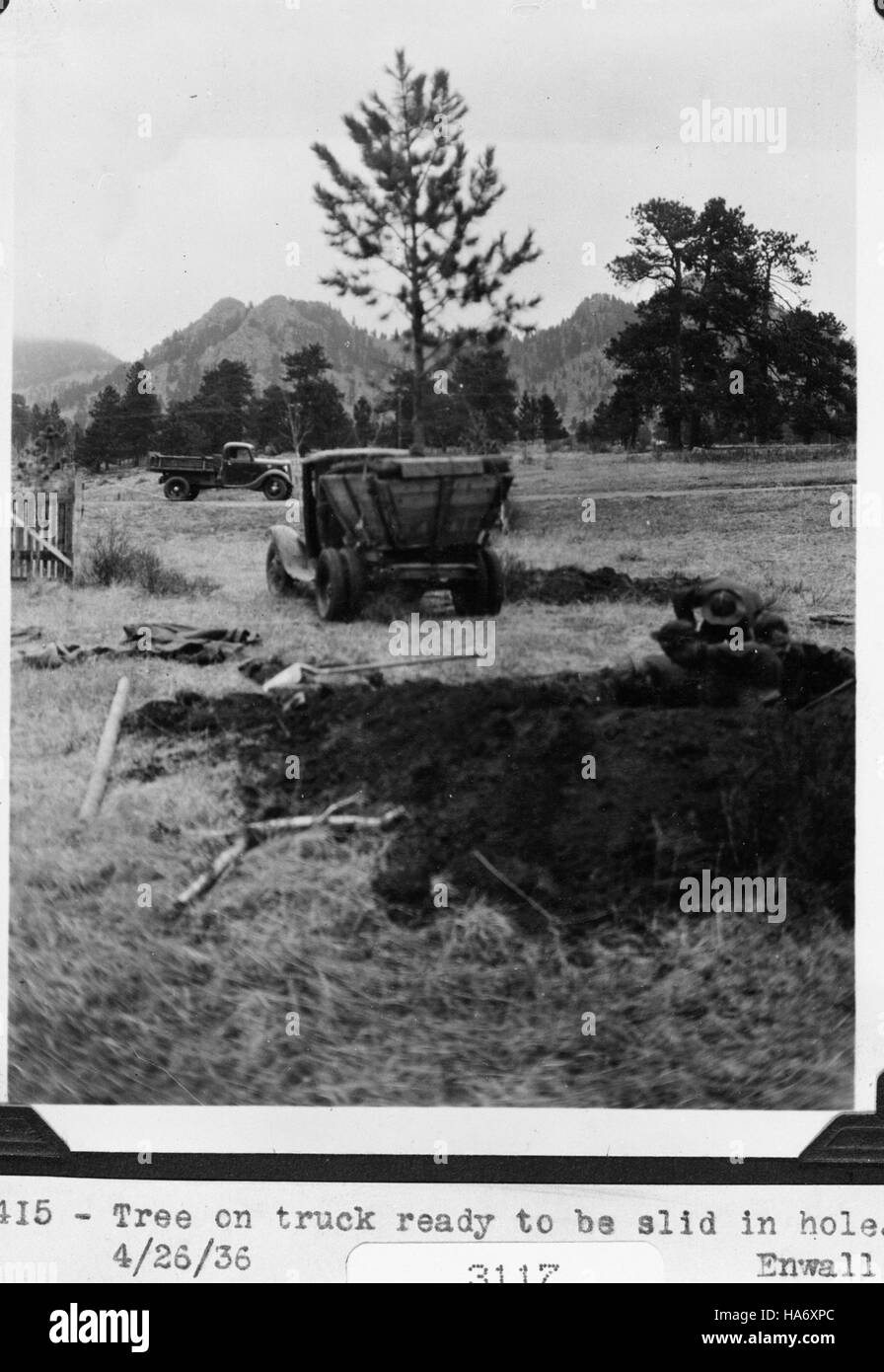 A historical photograph shows a tree being prepared for planting during ...