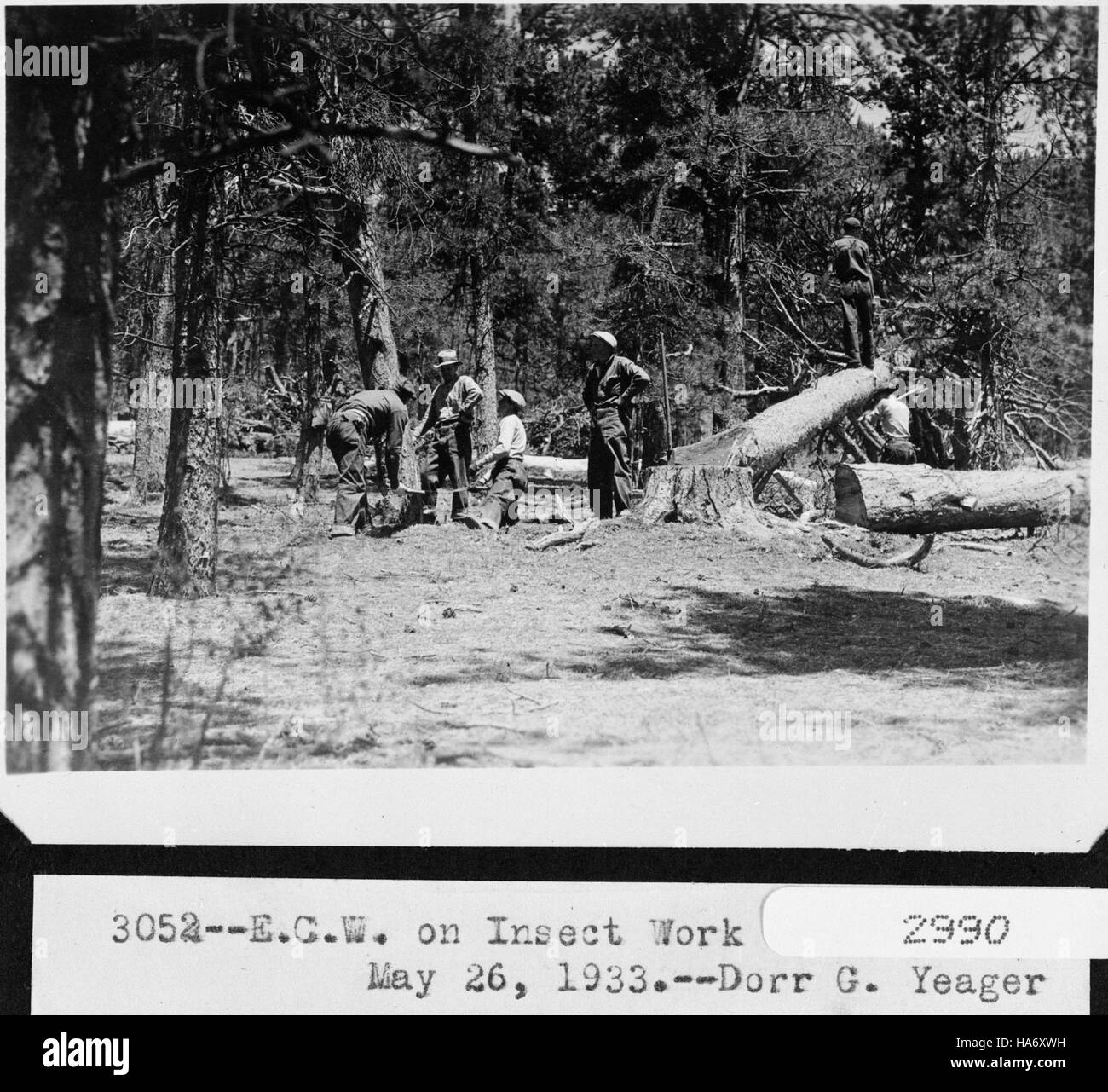 This historical photo shows Civilian Conservation Corps (CCC) workers ...
