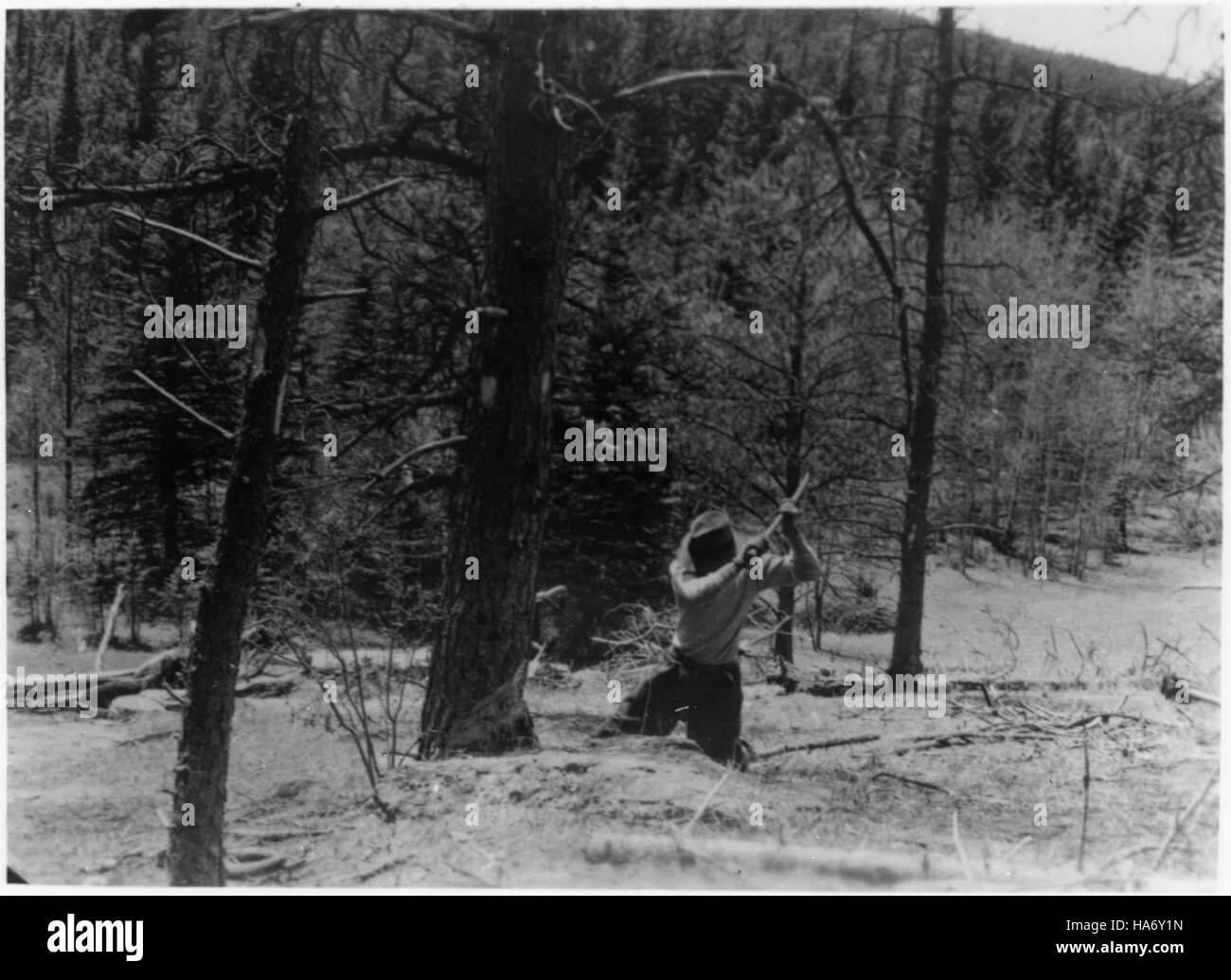 A historic image from the Civilian Conservation Corps (CCC) shows ...