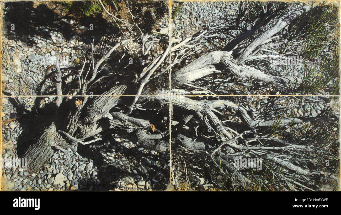 ‘Tangled Route’ by Sean Russell is an artwork that captures the natural ...