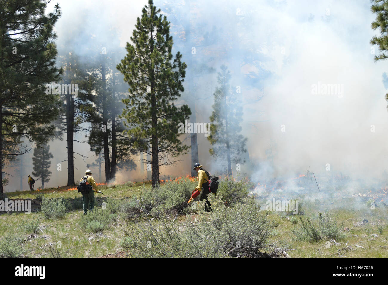 The image shows controlled ignitions conducted in a national park to ...