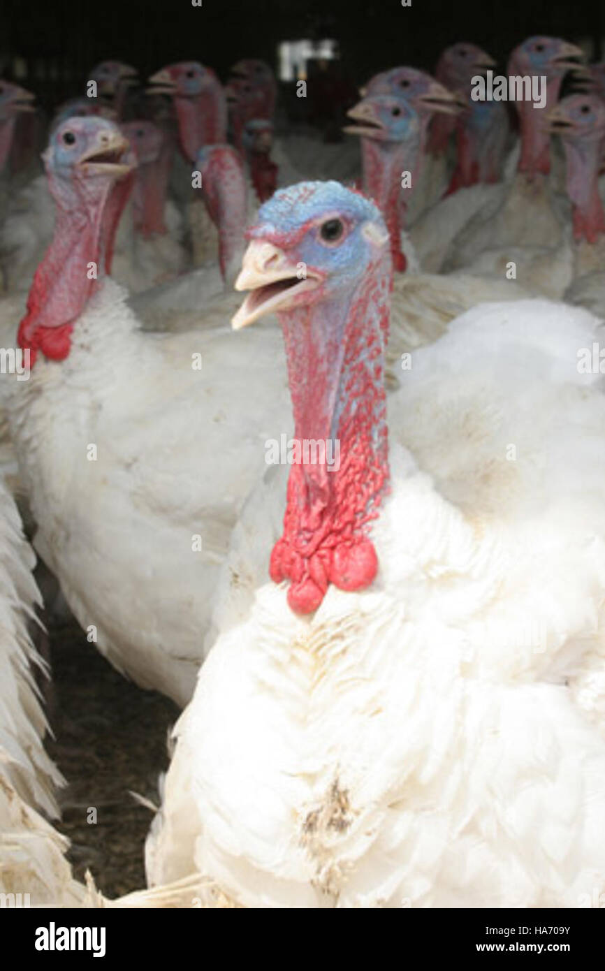 This image features a wild turkey in a national park, emphasizing the ...