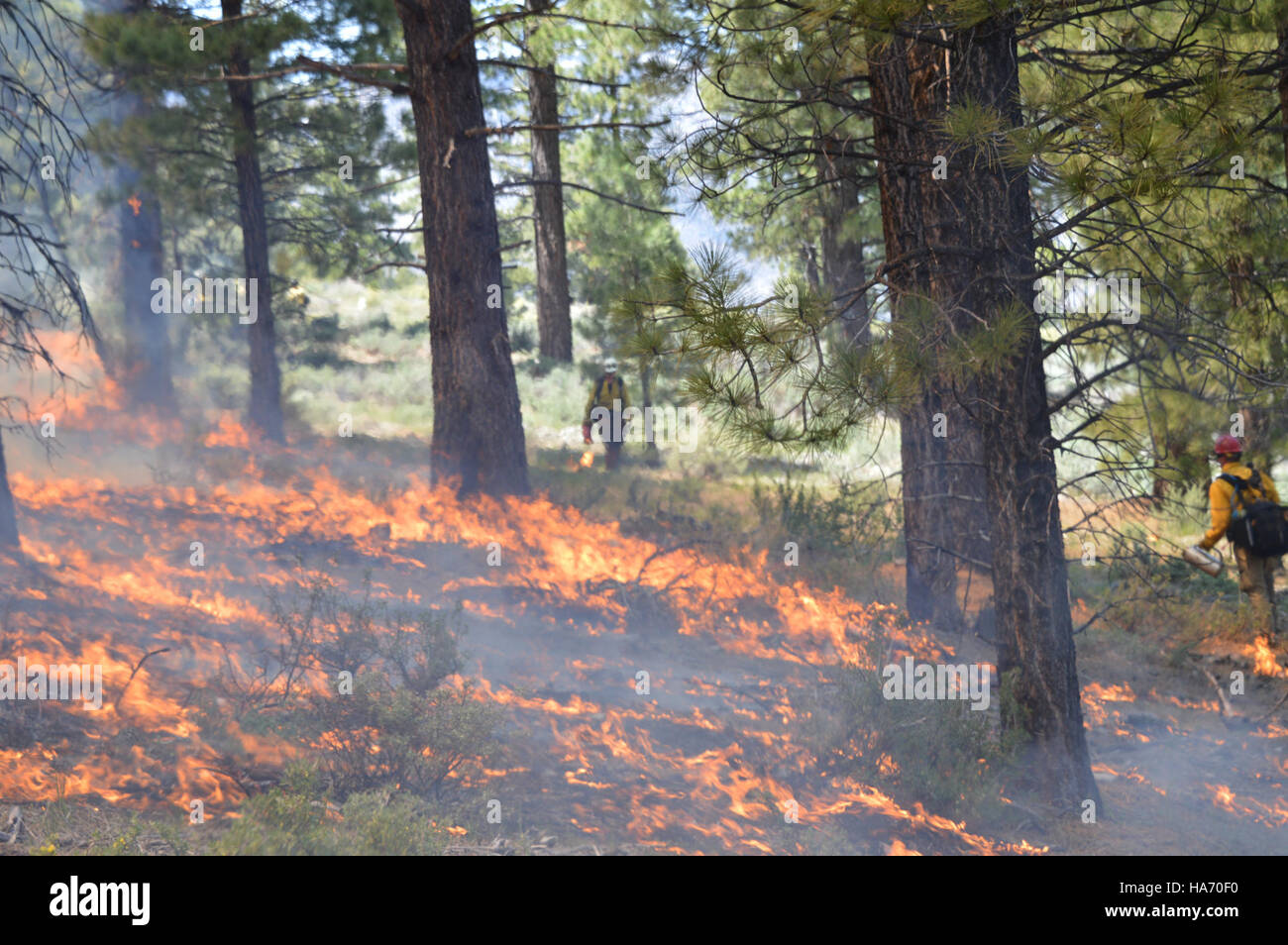 The image shows a controlled fire ignition operation within a national ...
