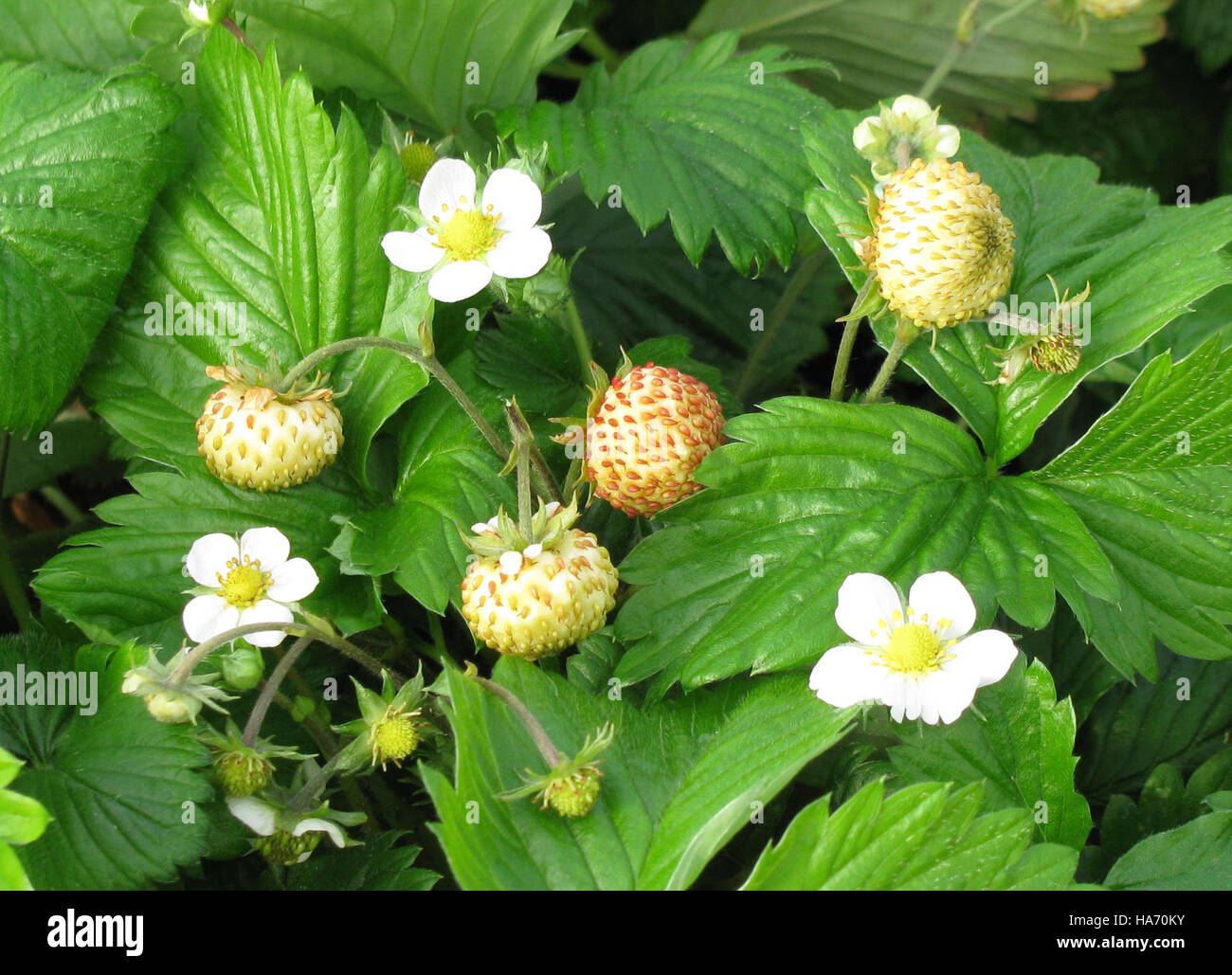 Kyf hi-res stock photography and images - Alamy