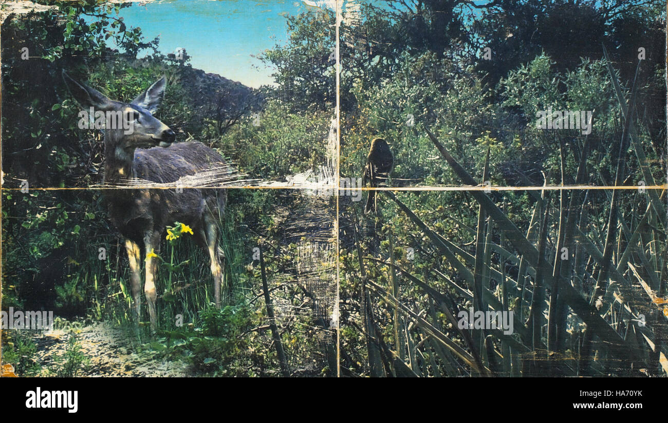 'False Sky' by artist Sean Russell explores the intersection of nature ...