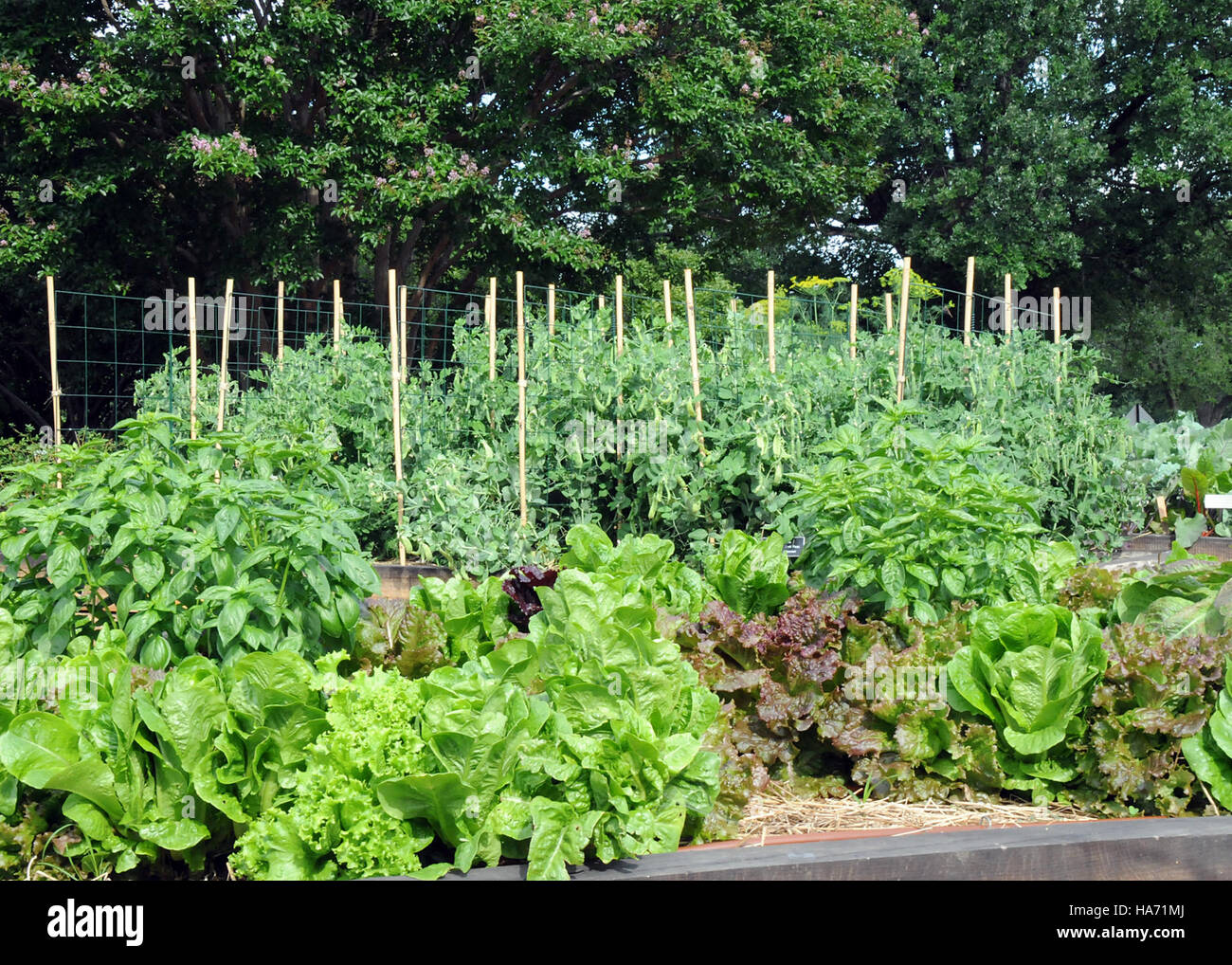 The USDA's People's Garden initiative supports local food production by ...