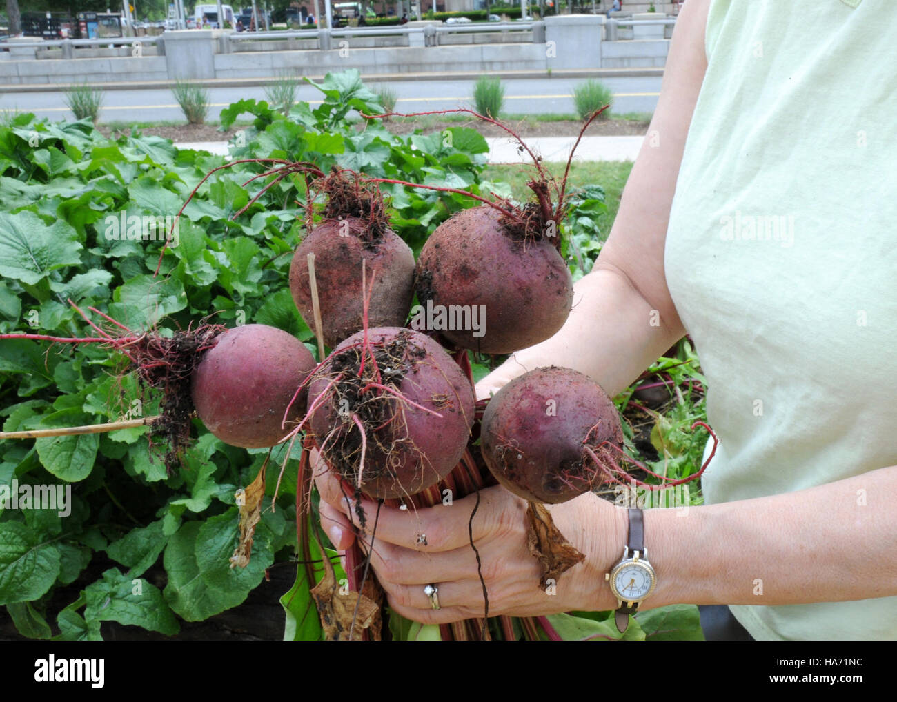 The People's Garden project, supported by the USDA, focuses on urban ...