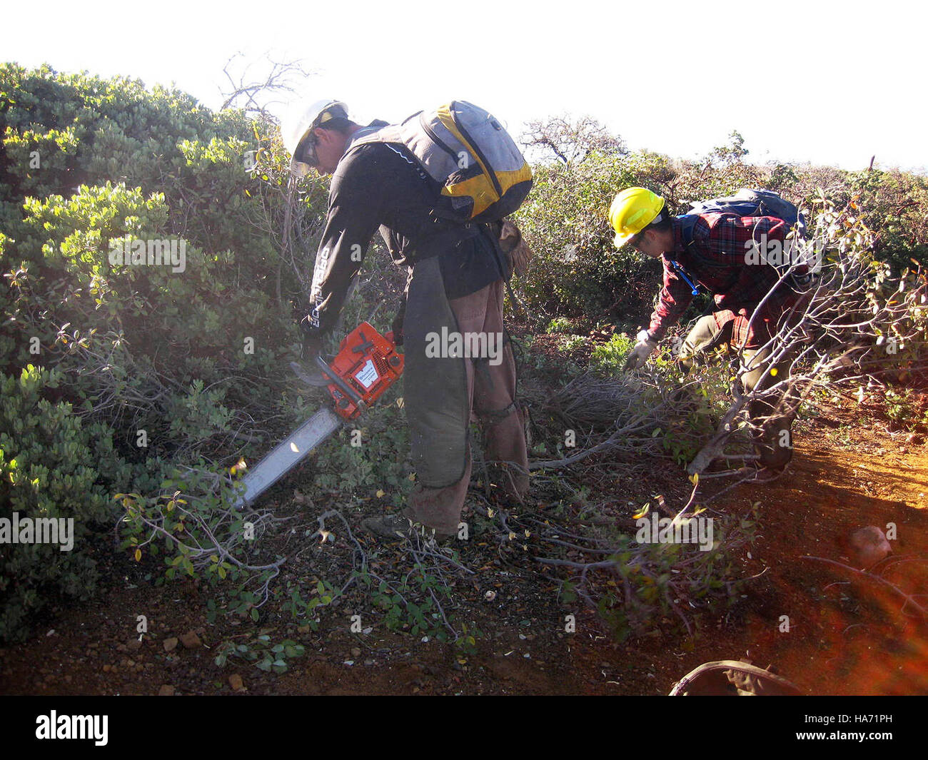 A USDA team clears brush in a national park to reduce wildfire risk ...