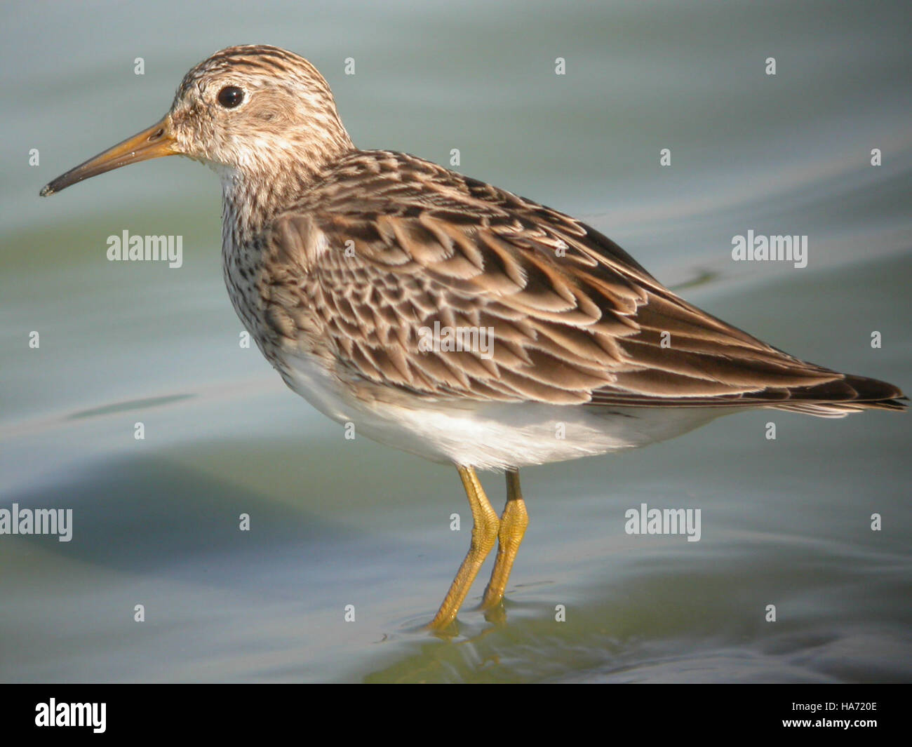 The Pectoral Sandpiper, a migratory bird, is captured in this image ...