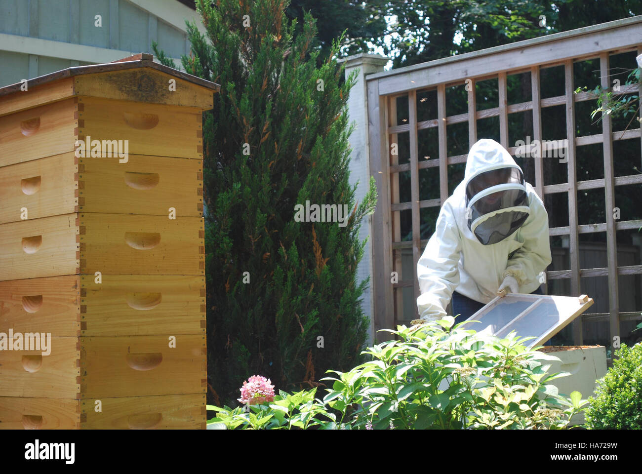 Alison and Apiary is a sustainable farming initiative focusing on ...