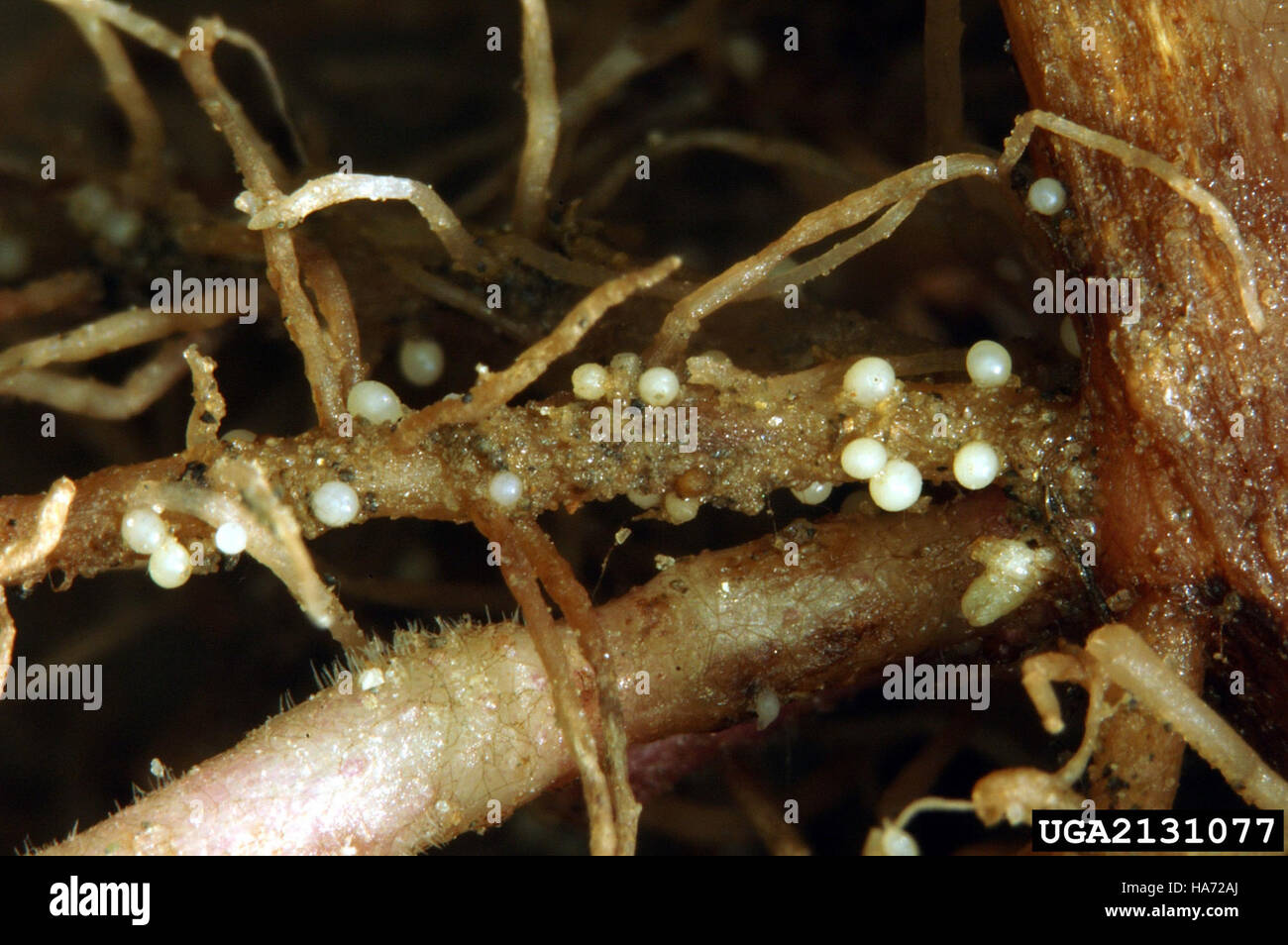 This image from the USDA highlights the Potato Cyst Nematode, a plant ...