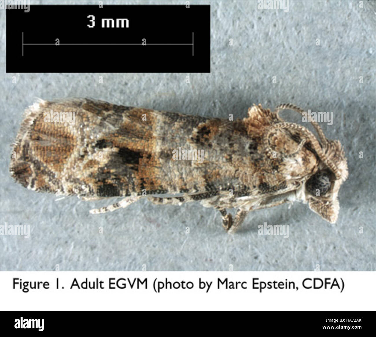 The European Grapevine Moth, an invasive species, poses a threat to ...